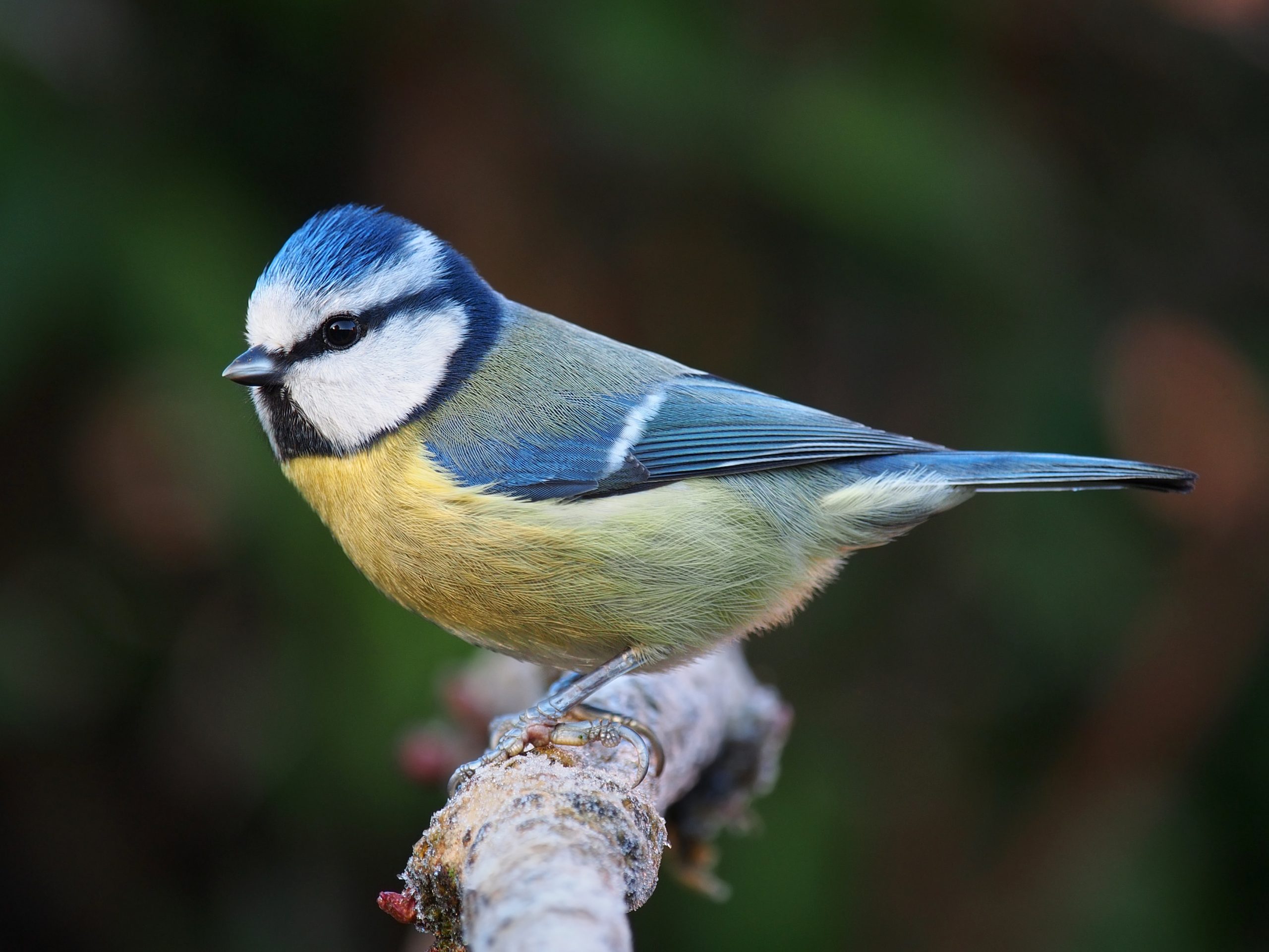 Bird Calls - Blue Tit - Highland Radio - Latest Donegal News and Sport