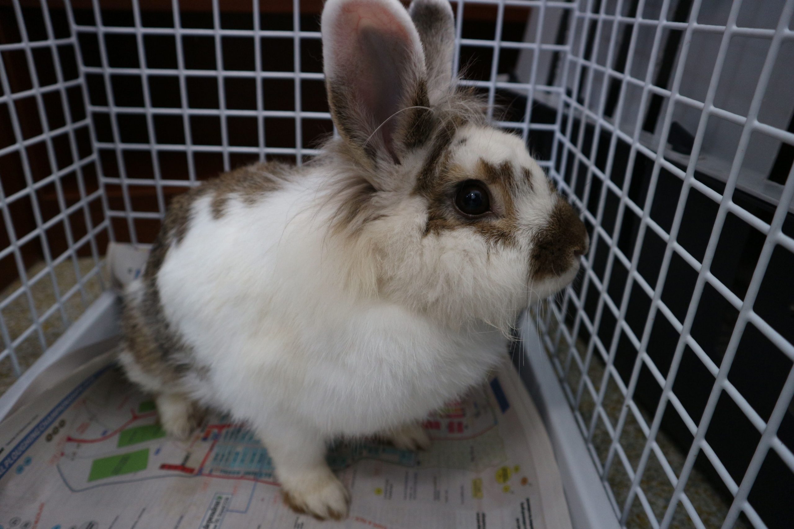 Donegal ISPCA seeking owners of rescued rabbits - Highland Radio ...