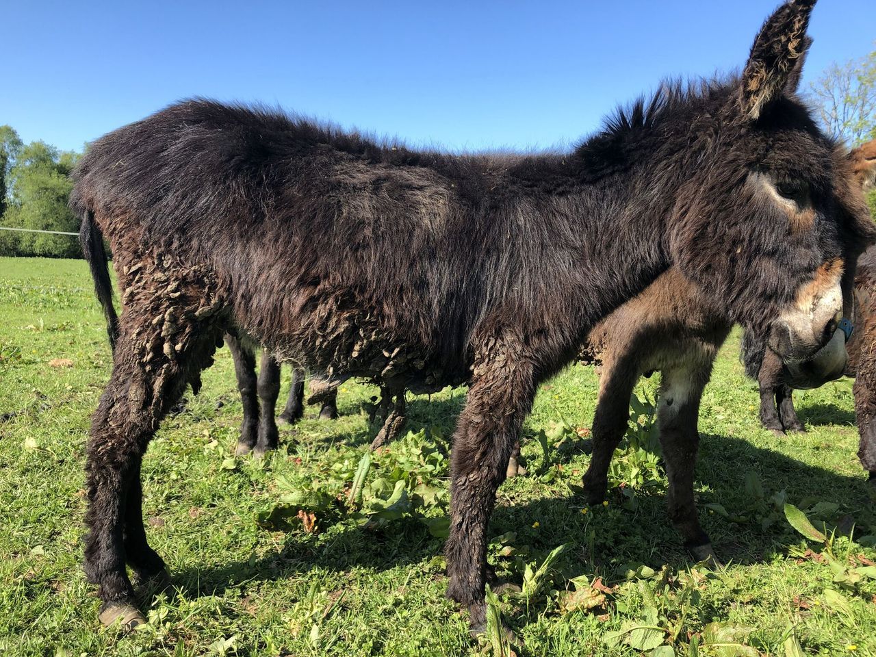 ISPCA rescue neglected animals from east Donegal farm - Highland Radio ...