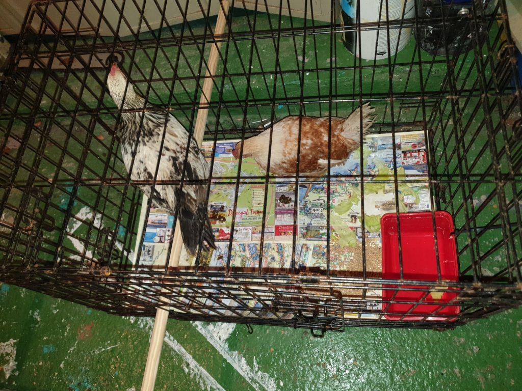 Animals in Need appeal for interest in rehoming roosters - Highland ...