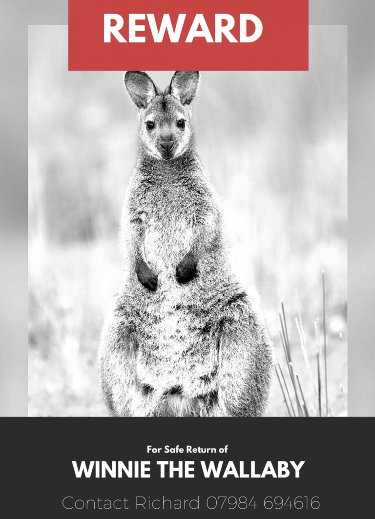 Wallaby on the loose in Tyrone - Highland Radio - Latest Donegal News ...
