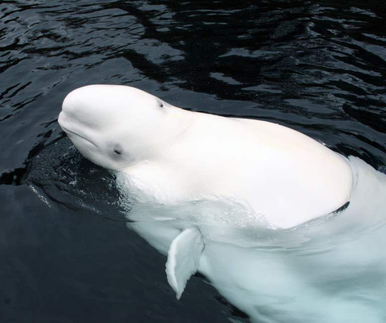 Beluga Whale trapped in river Seine has died - Highland Radio - Latest ...