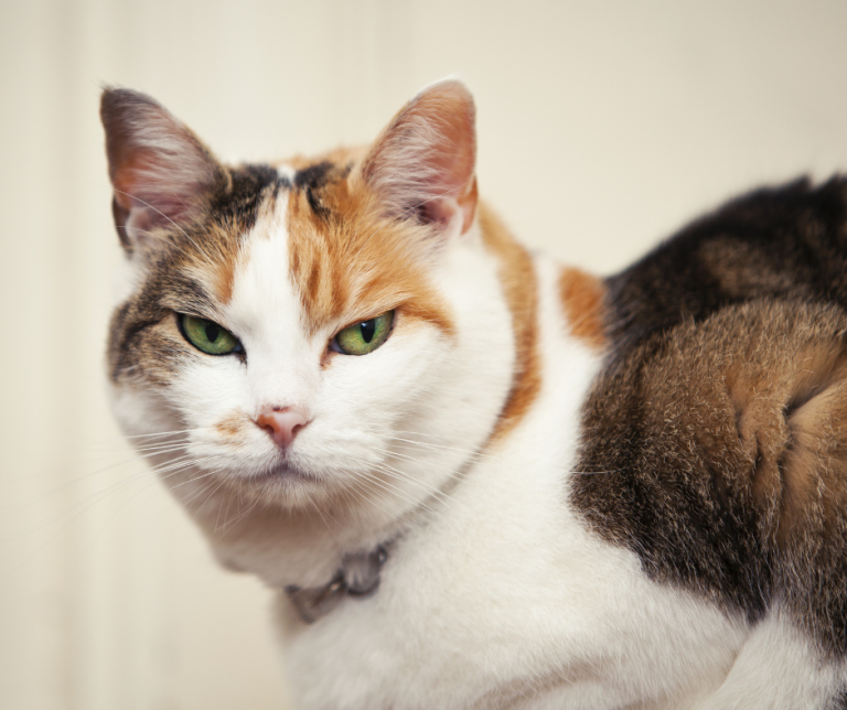 Study shows your cat is simply ignoring you - Highland Radio - Latest ...