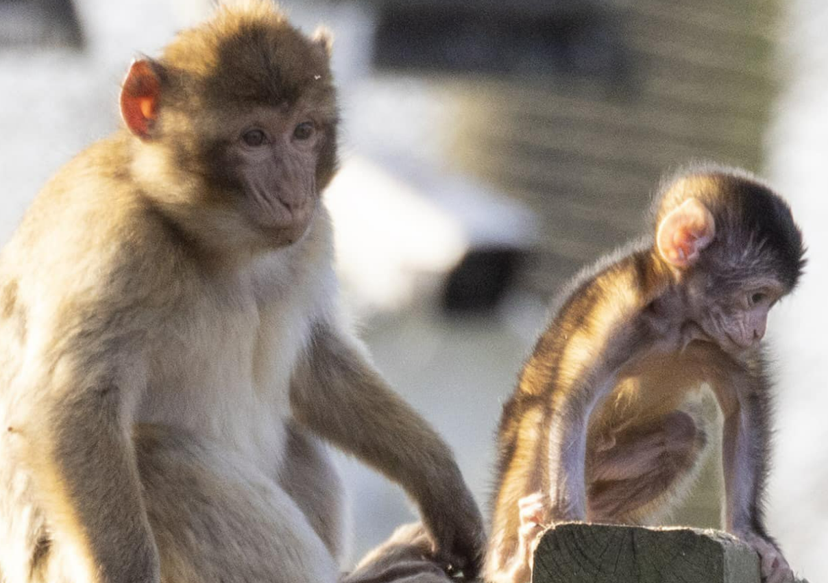 Rare monkey born at Wild Ireland - Highland Radio - Latest Donegal News ...