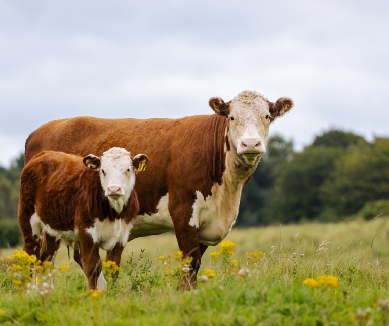 McConalogue and Muir launch Irish Grass Fed Beef PGI - Highland Radio ...