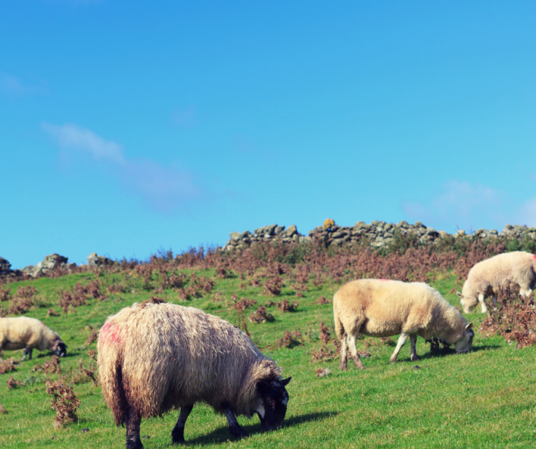 Almost 3,000 Donegal sheep farmers receiving share of €2m from National ...