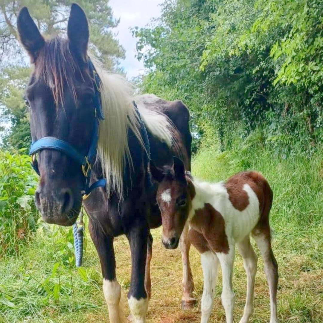 ISPCA issue nationwide appeal for foster homes for ponies, donkeys and ...