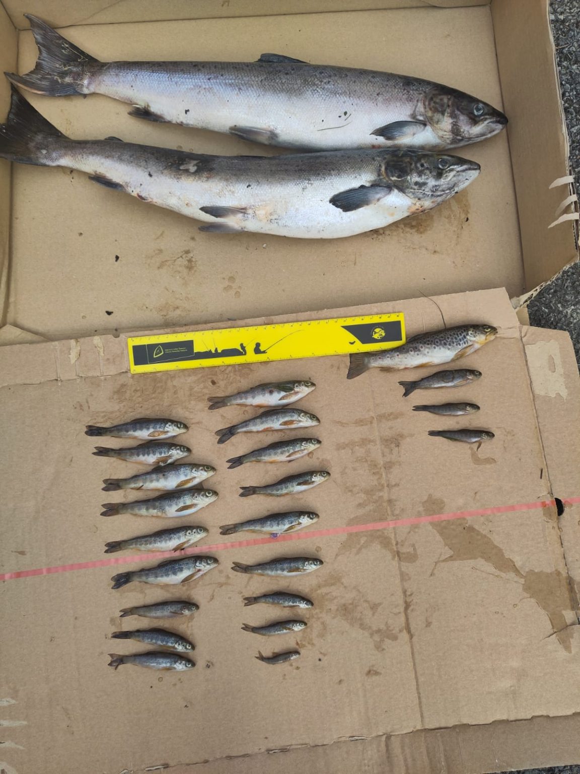 IFI investigating ‘devastating’ fish kill in South Donegal river ...