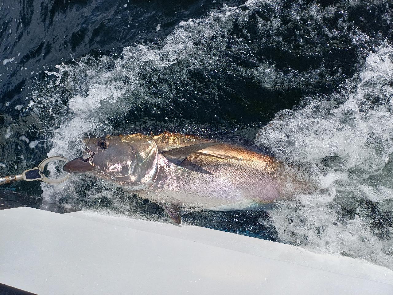 Donegal charter skippers invited to join bluefin tuna research ...