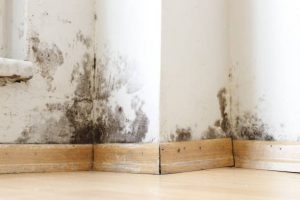 Mother forced to dump baby crib due to mould in Ramelton apartments ...